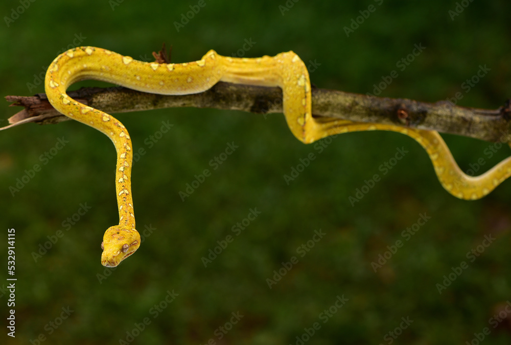 Snake hiss, The green tree python, Morelia viridis is a species of ...