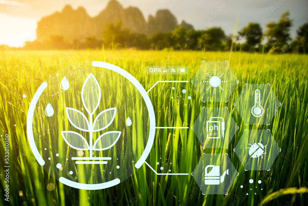 Paddy rice field with digital info for checking the technology system ...