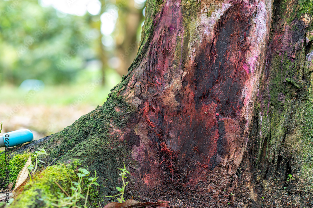 Problem of durian in the garden, tree use treatment for root rot ...