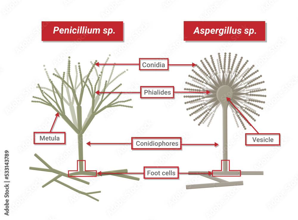 The different types of Penicillium, Aspergillus, Structure of ...