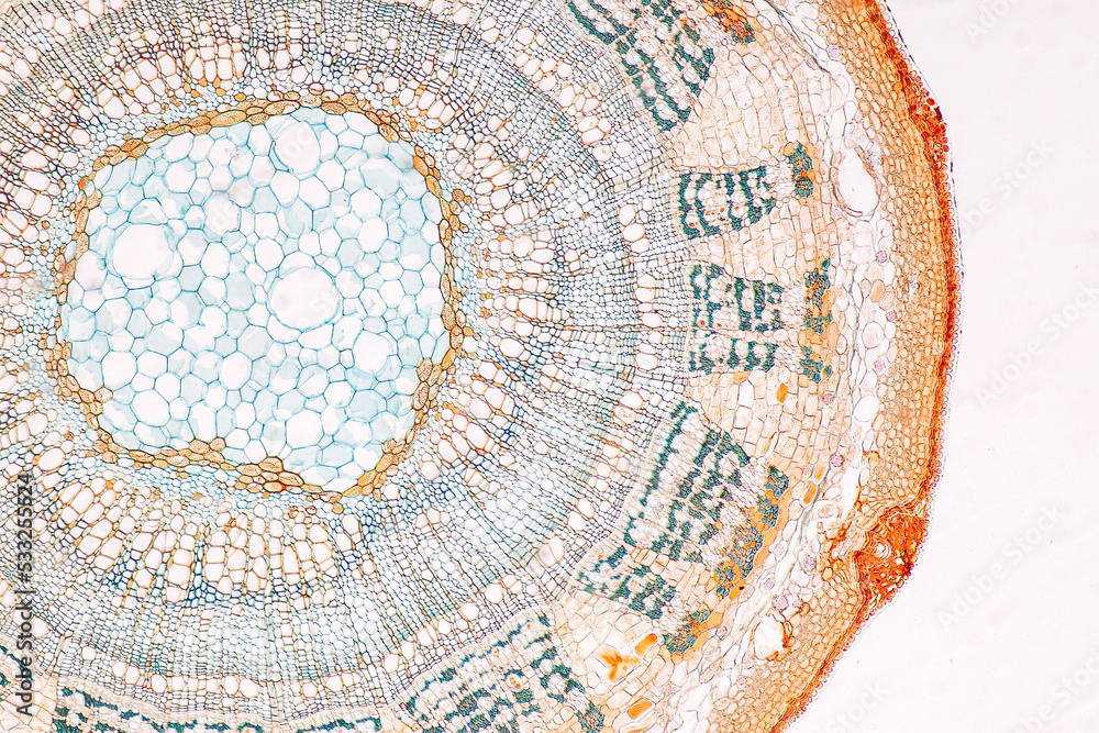 Plant tissue Structure, section (tissue) of stem plant tissue under a ...