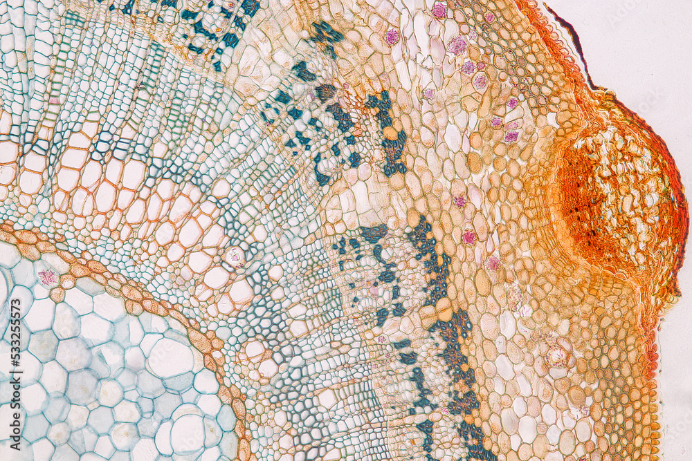 Plant tissue Structure, section (tissue) of stem plant tissue under a ...