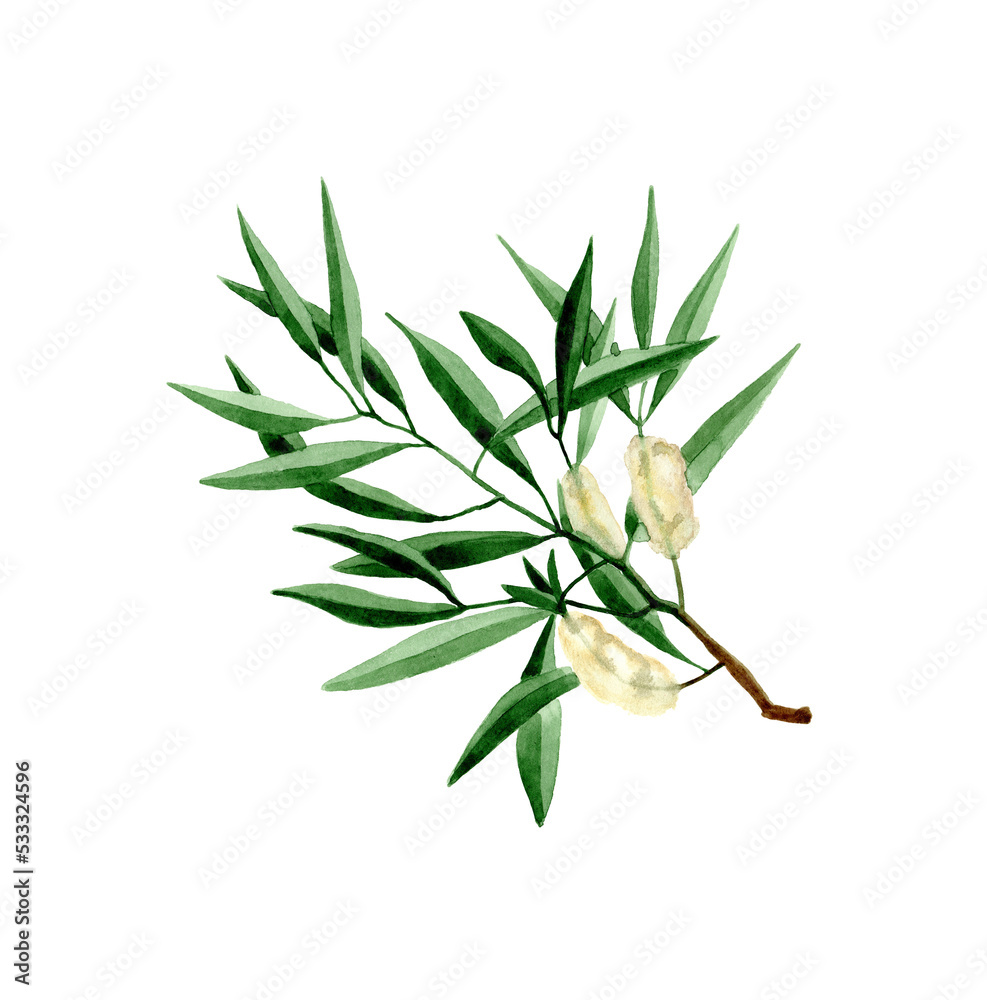 Watercolor tea tree branch with leaves and flowers illustration. Hand ...