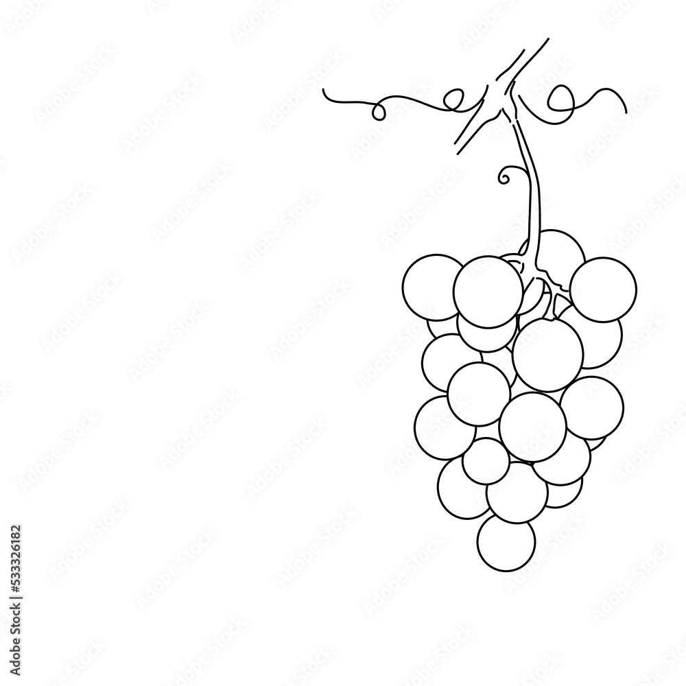 Bunches of grapes. Vine. Vector line drawing on white or transparent ...
