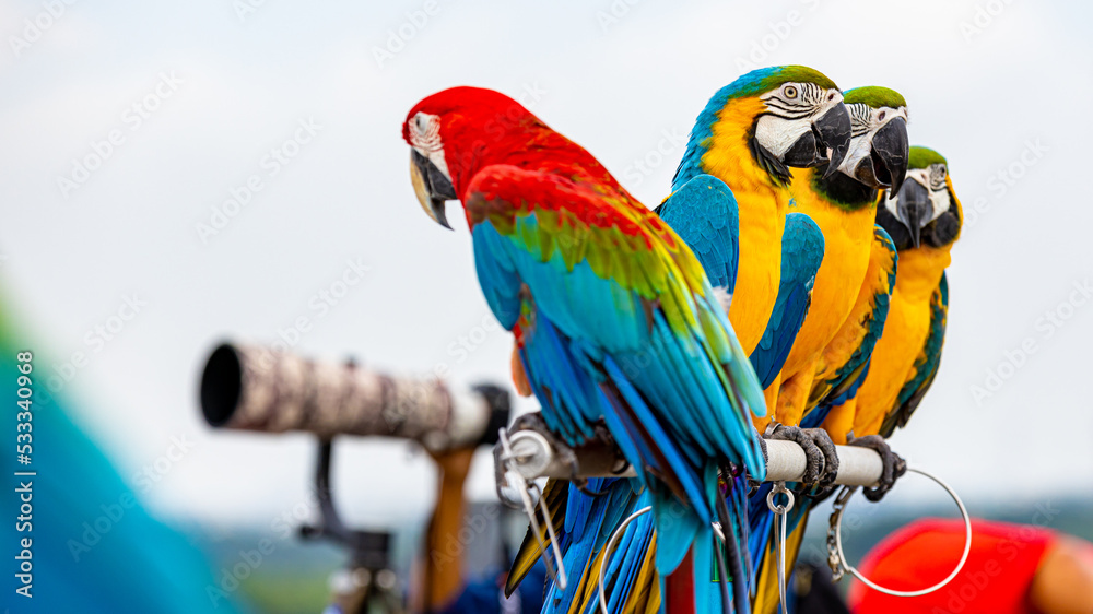 Foto Colorful macaw parrots, beautiful bird, macaw perched. Species Ara ...