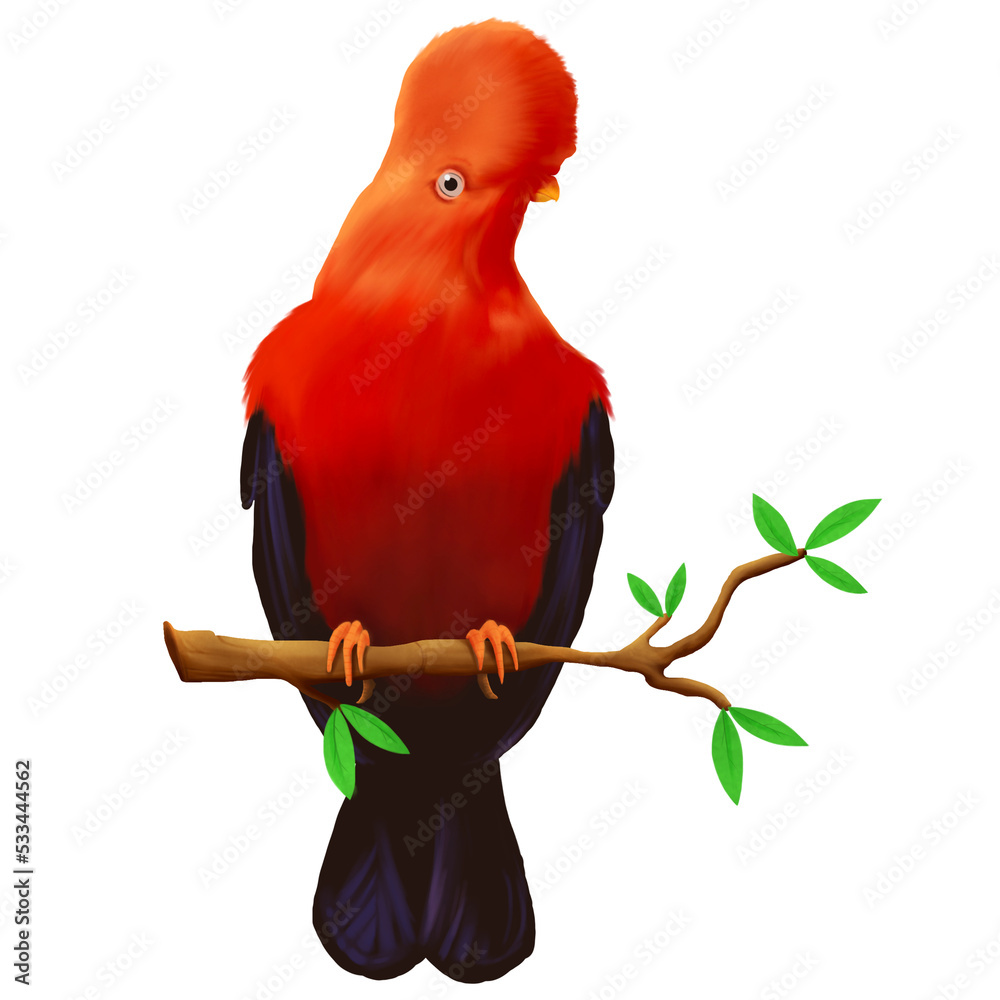 Стоковая иллюстрация «Gallito de las Rocas standing on a branch ...