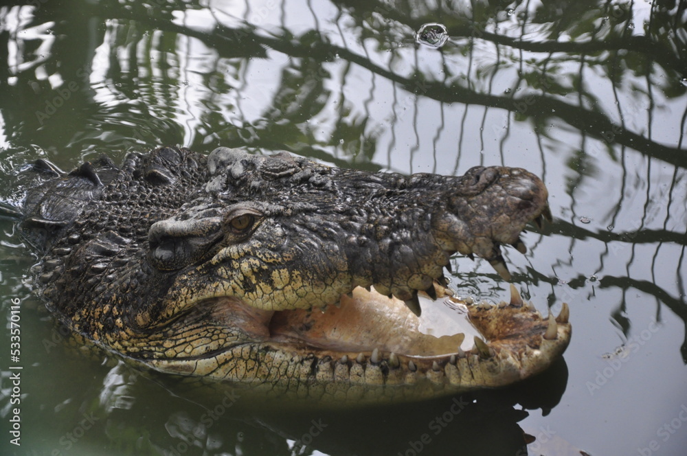 The saltwater crocodile (Crocodylus porosus) is a crocodilian native to ...