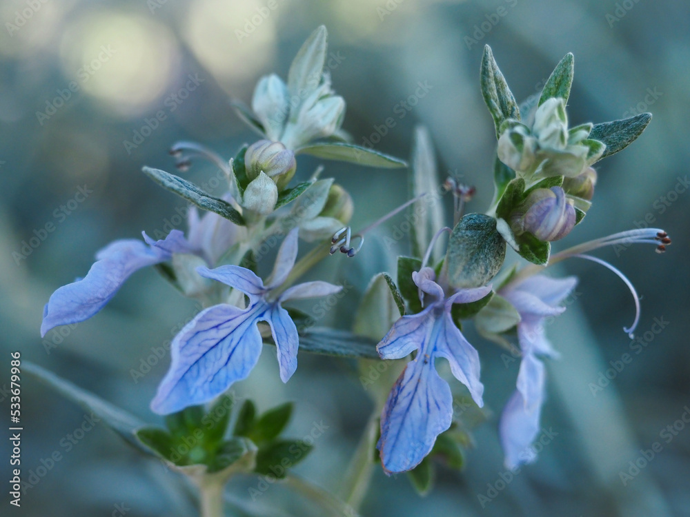 Teucrium fruticans, pale blue flowers and silver wooly leaves, close up ...