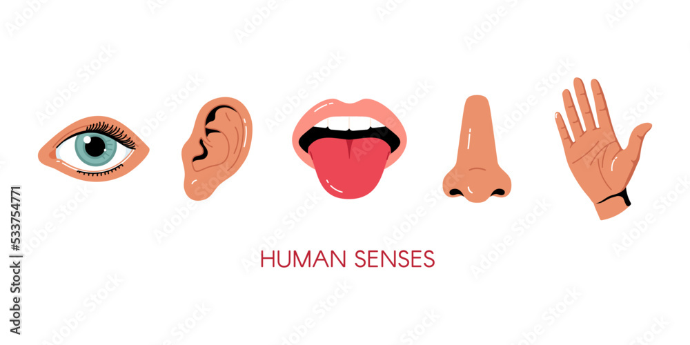 Five senses vector illustrations. Taste, sight, touch, smell, hearing ...