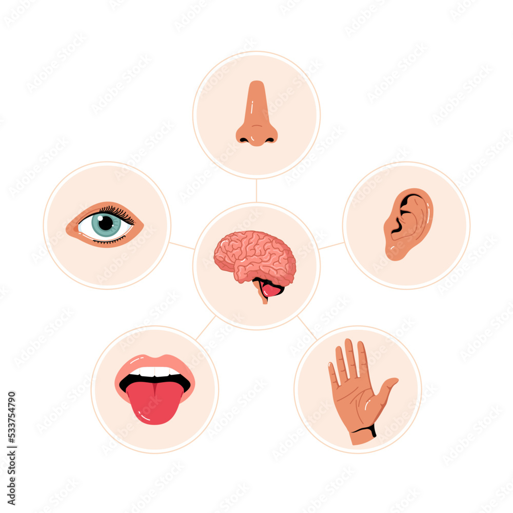 Five senses illustrations chart. Human ear and eye symbols, nose and ...