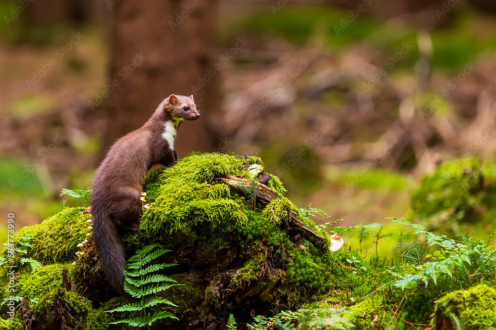 female beech marten (Martes foina), also known as the stone marten on a ...