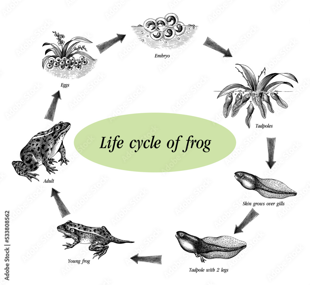 Life cycle of frog hand drawing engraving style clip art Stock Vector ...