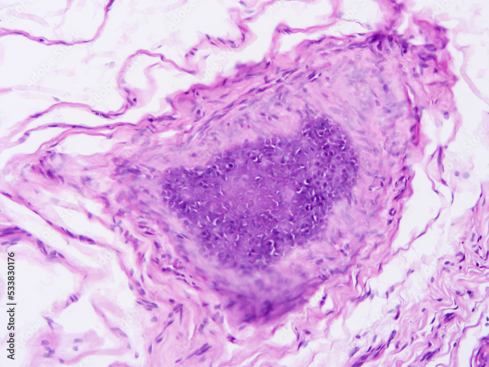 ภาพถ่าย Stock Histology of human tissue, show epithelial tissue and ...