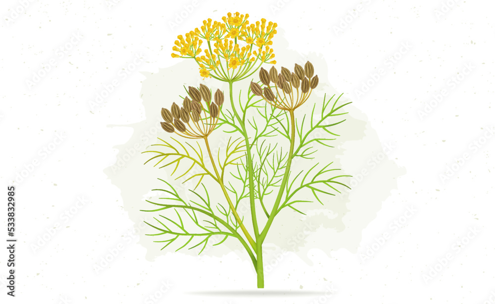 Fennel seed plant vector illustration isolated on white background ...