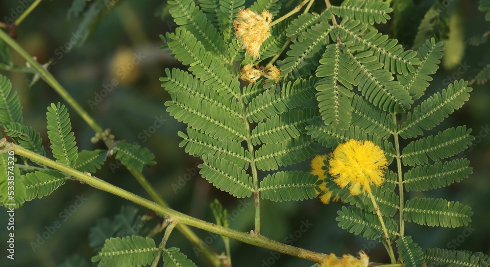 Closeup tree branch of gum arabic. Thorn mimosa. Thorny acacia. Herbal ...