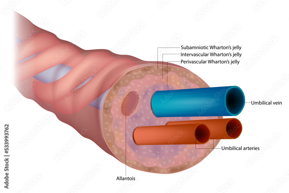 The anatomy of the umbilical cord. Cross-sectional diagram of human ...