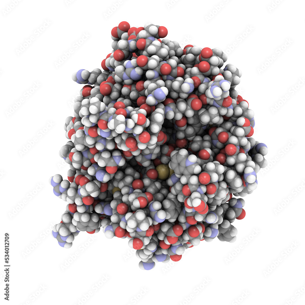Thrombin blood-clotting enzyme: Human alpha-thrombin molecule is a key ...