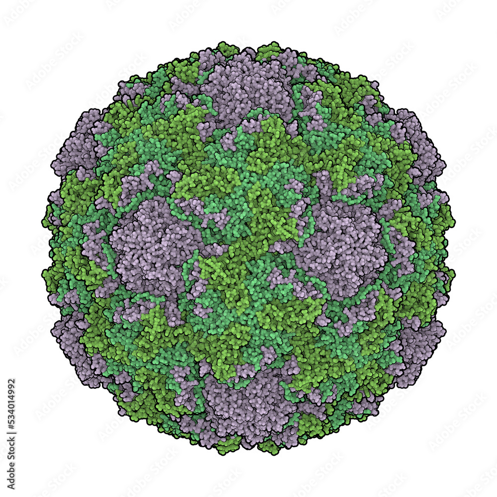 Human Rhinovirus 16. Rhinoviruses are the main cause of the common cold (sore throat, runny nose ...
