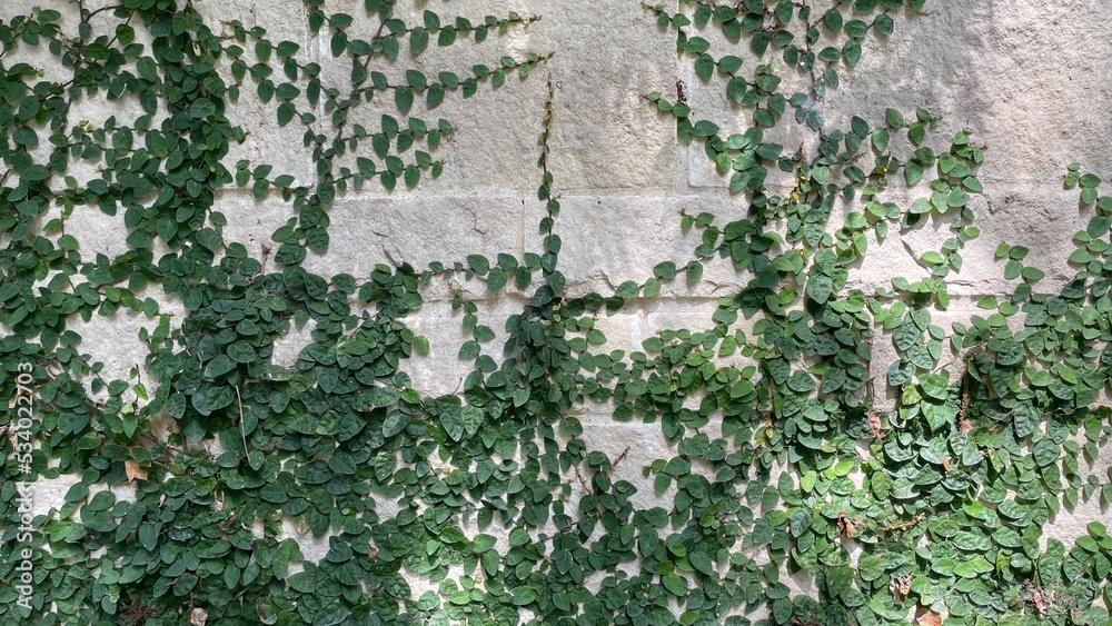 Green vine growth on a brick wall, ficus pumila Stock Photo | Adobe Stock