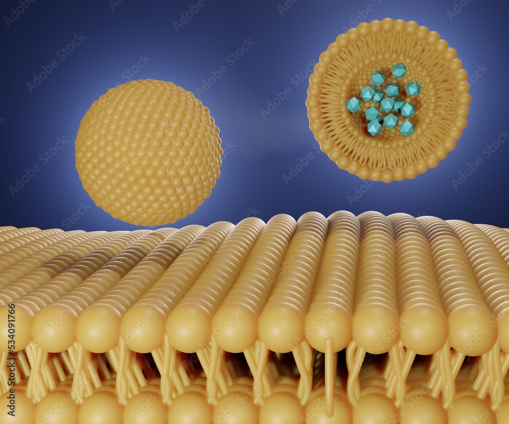 liposome carries nanomedicine into lipid bilayer membrane 3d rendering ...