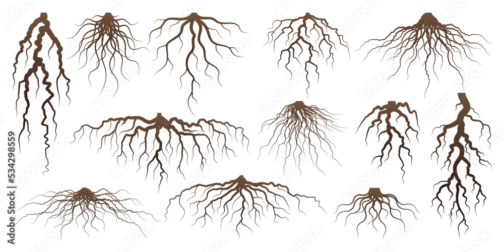 Various brown tree or shrub roots. Parts of plant, root system with ...