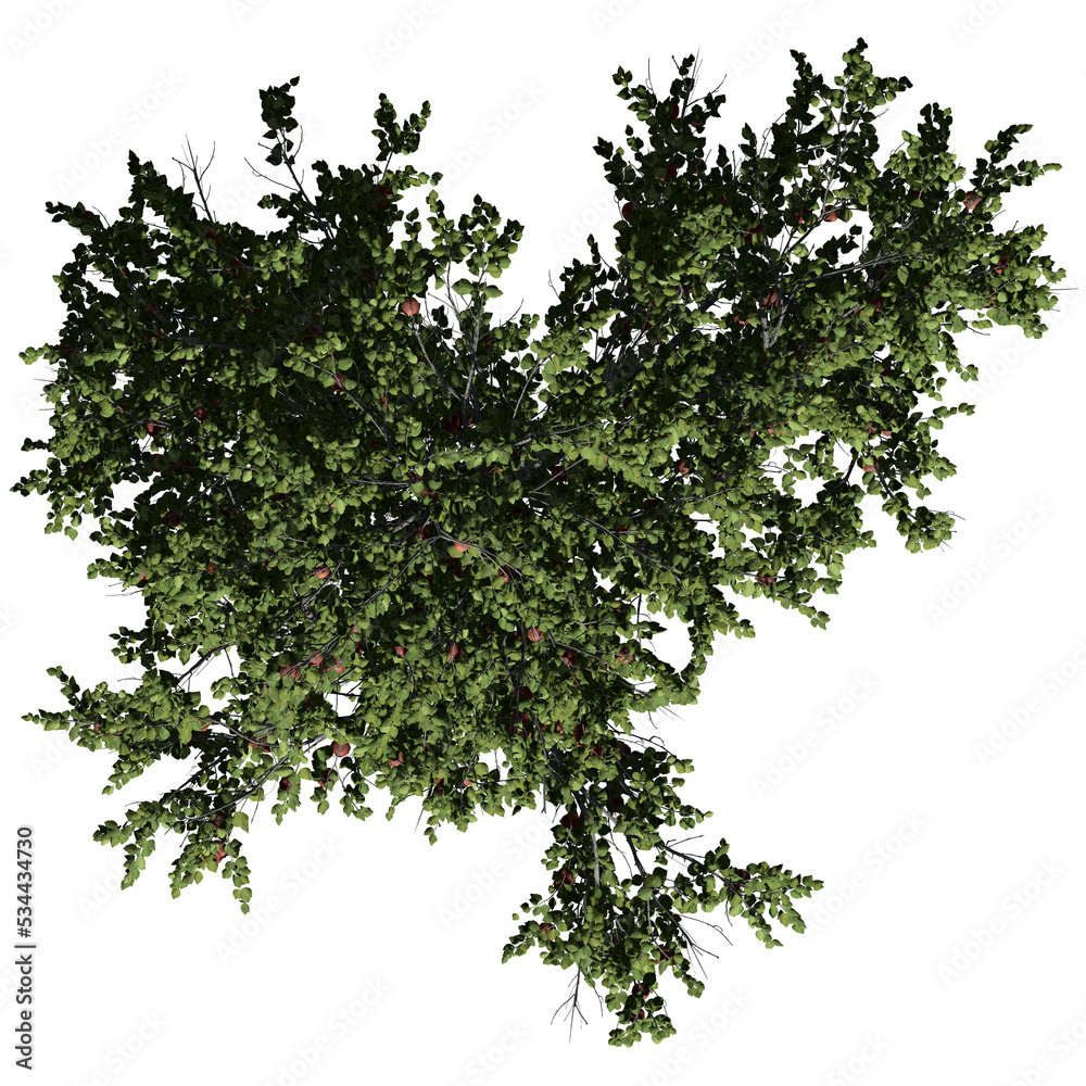 Apple Tree – Top View Stock Photo | Adobe Stock