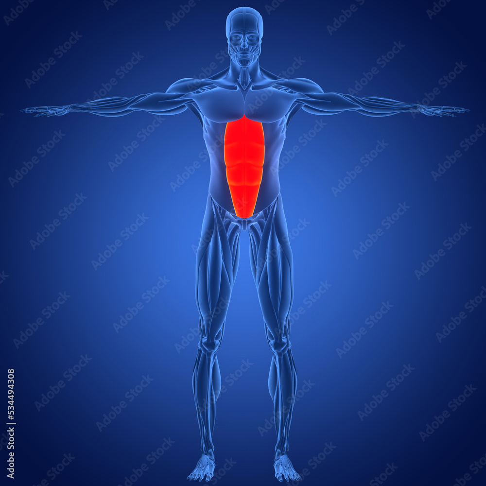 Human Muscular System Torso Muscles Rectus Abdominis Muscle Anatomy ...