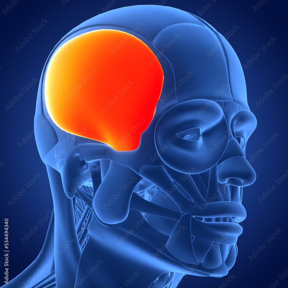 Ilustración de Stock Human Body Muscular System Head Muscles Temporal ...