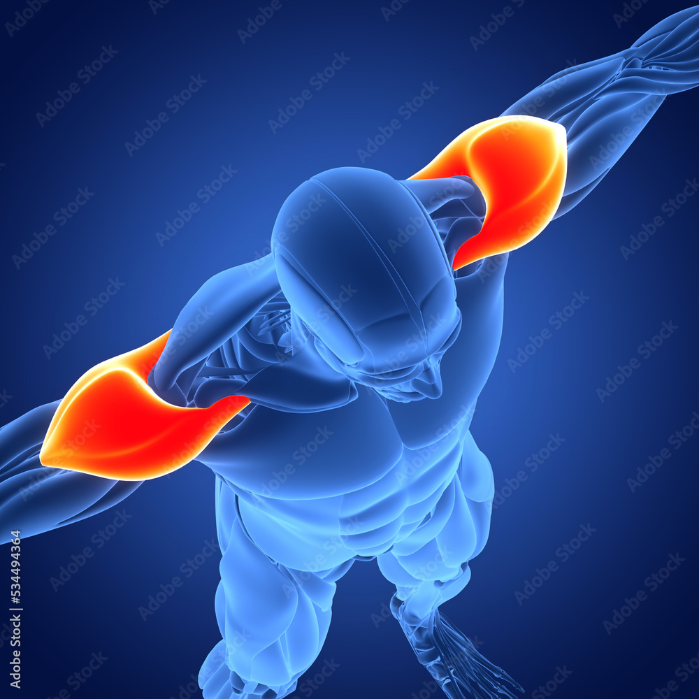 Human Muscular System Arm Muscles Deltoideus Muscle Anatomy Stock ...