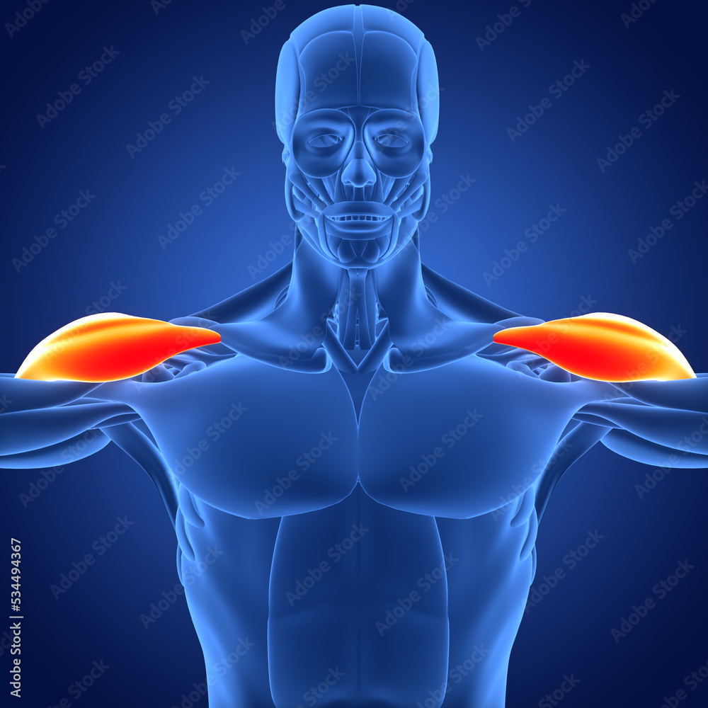 Human Muscular System Arm Muscles Deltoideus Muscle Anatomy Stock ...