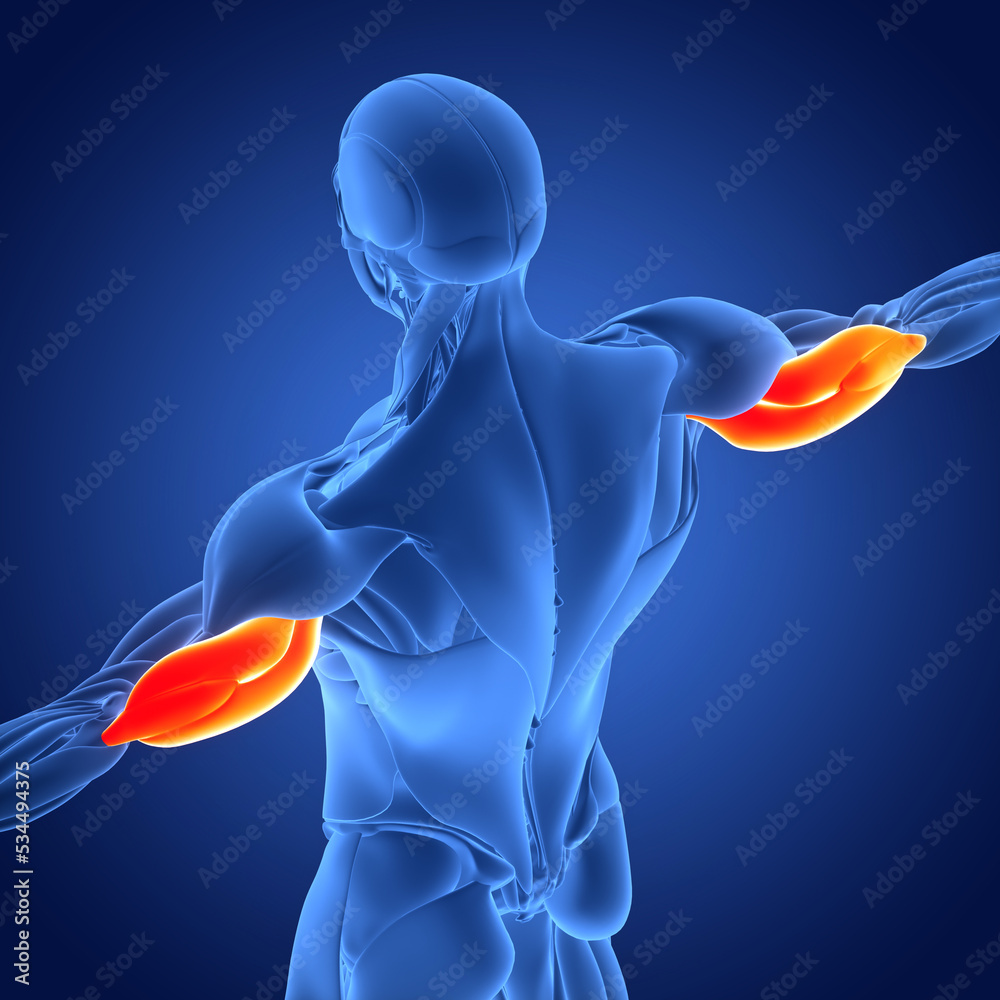 Human Muscular System Arm Muscles Triceps Muscle Anatomy Stock ...