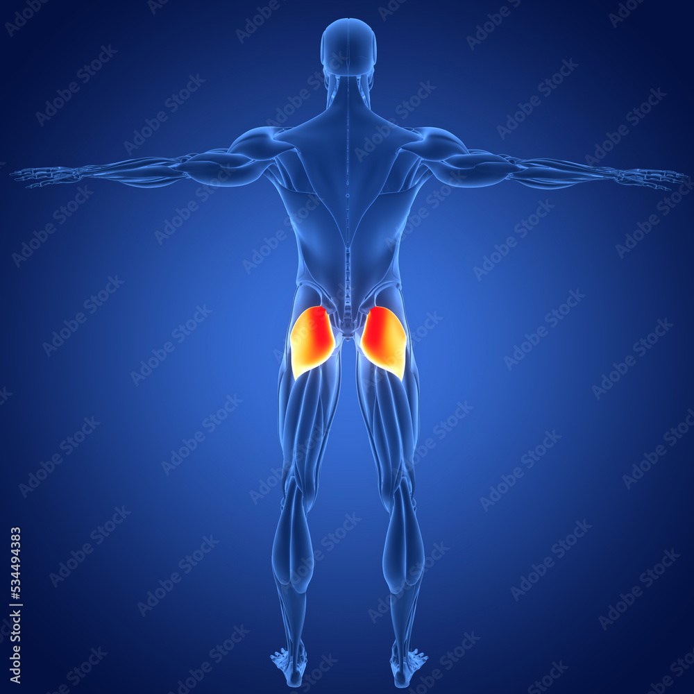 Human Muscular System Leg Muscles Gluteus Maximus Muscle Anatomy Stock ...