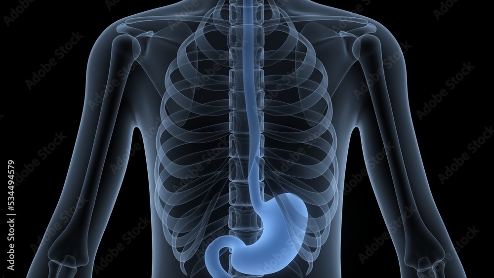 Human Digestive System Stomach Anatomy Stock Illustration | Adobe Stock