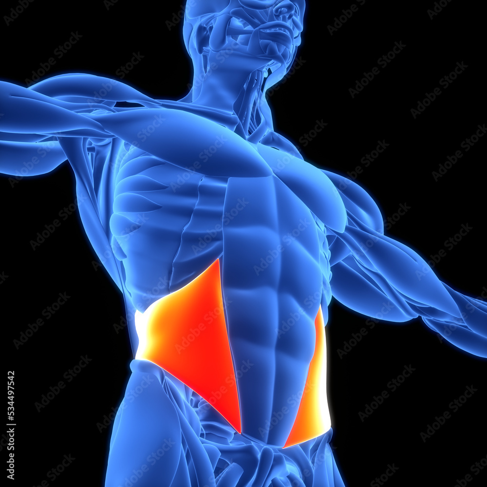 Human Muscular System Torso Muscles Internal Oblique Muscles Anatomy 素材 ...