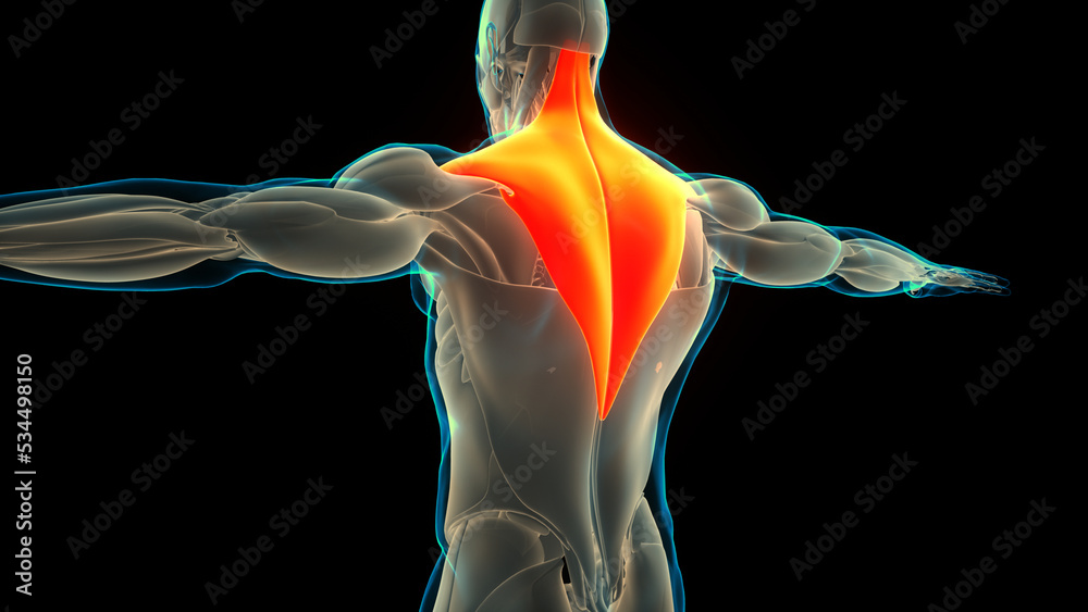 Human Muscular System Torso Muscles Trapezius Muscle Anatomy Stock ...