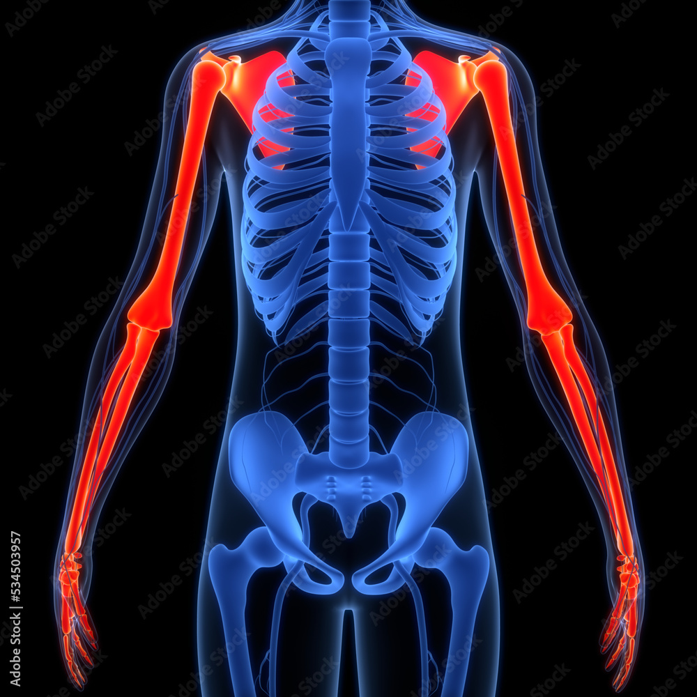 Human Skeleton System Upper Limbs Bone Joints Anatomy Stock ...