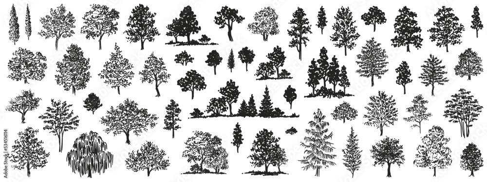 Trees sketch set. Hand drawn graphic forest. Vector illustration of ...