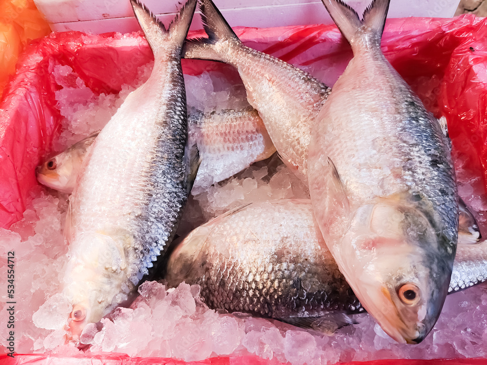 Stock-Foto „Hilsha or Ilish fish. The world famous Ilish fish of Padma ...