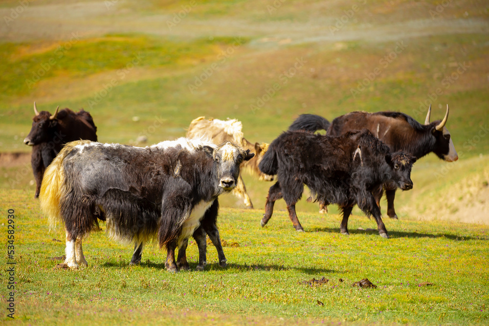 A herd of yaks graze in the mountains. Himalayan big yak in a beautiful ...
