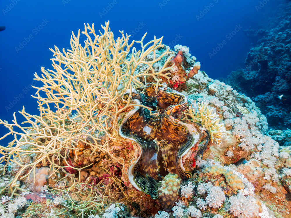 The maxima clam (Tridacna maxima), also known as the small giant clam ...
