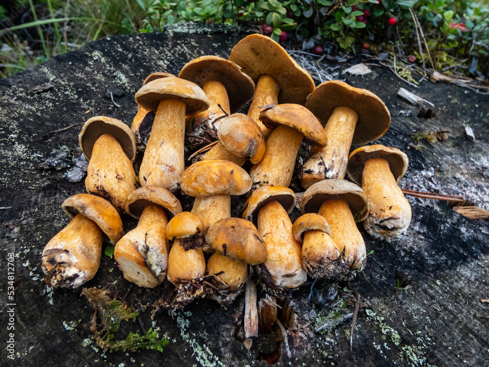 Group of the velvet bolete or variegated bolete (Suillus variegatus) on ...