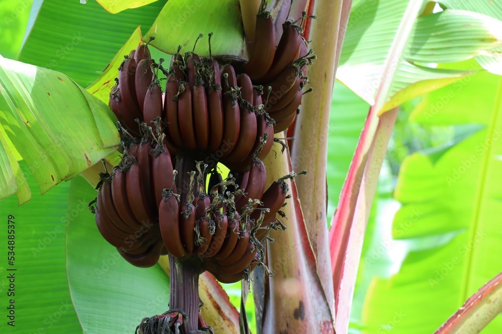 Red banana (Musa acuminate) Musaceae family. Is a wired tape of banana ...