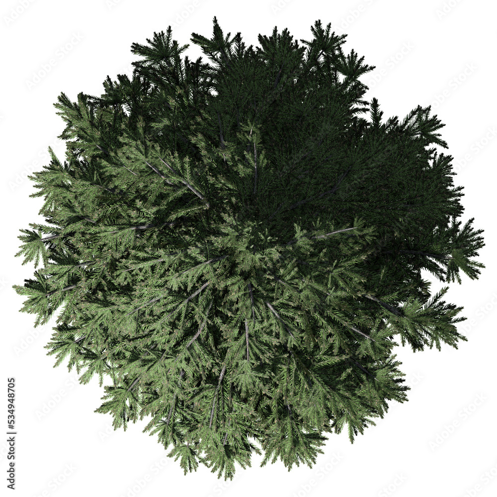 Norway Spruce Tree - Top View Stock Illustration | Adobe Stock