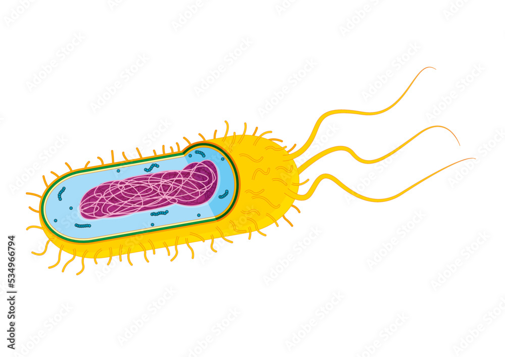 Bacterial Cell Diagram Without Labels B2.2 Inside Bacteria