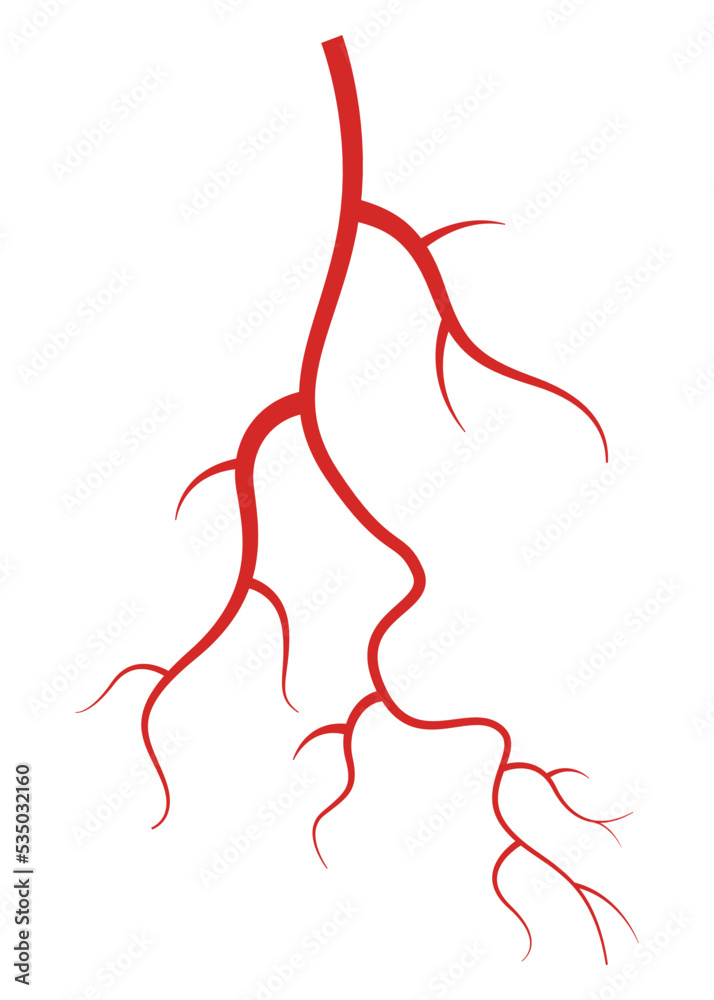 Human veins. Red silhouette vessel, arteries or capillaries on white ...