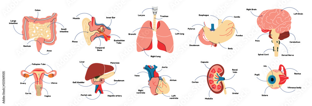 Set diagrams human anatomical organs, heart, intestines, liver, brain ...