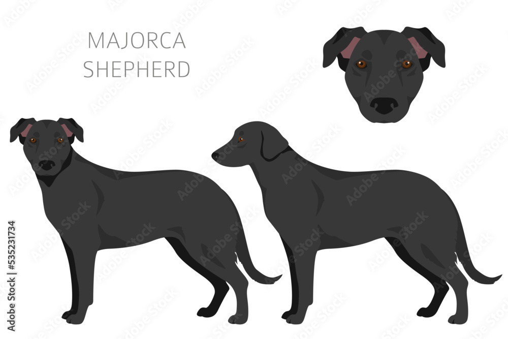 Vektor Majorca Shepherd dog clipart. All coat colors set. All dog ...