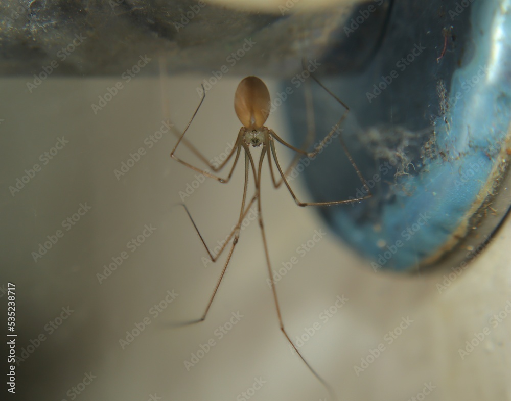 Cellar spider in the laundry room. Spider has built its nest behind the ...