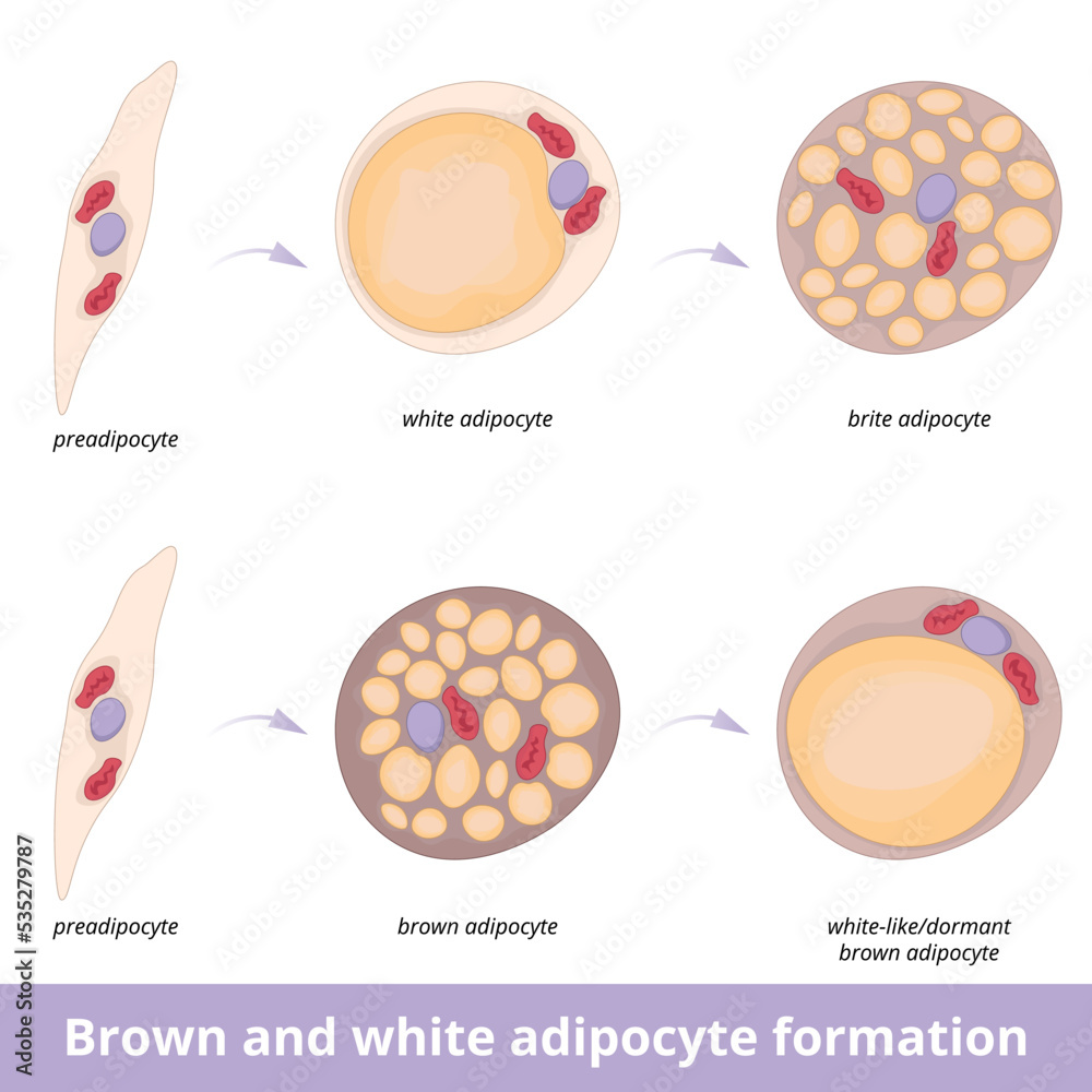 Brown and white adipocyte formation. Process of different types of fat ...