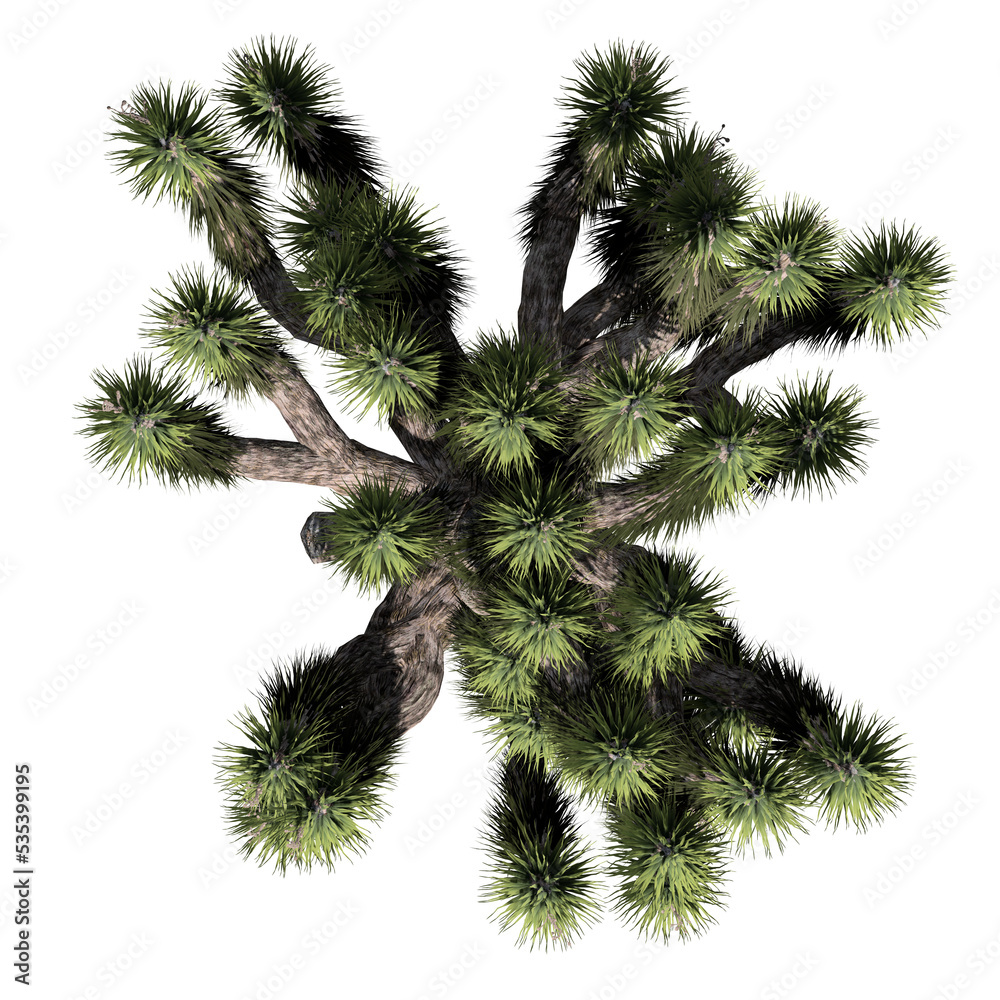 Joshua Tree - Top View Stock Photo | Adobe Stock
